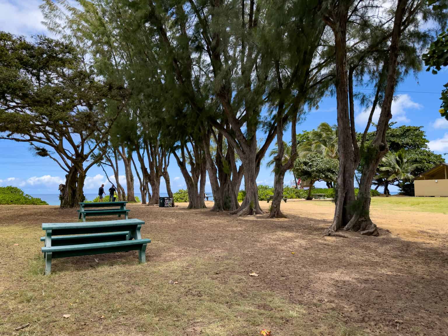 Ehukai Beach Park: Ultimate Visitor’s Guide to Oahu’s Surfing Gem – Go Oahu
